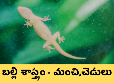 బల్లి ఎవరికి ఎక్కడ పడితే ఏం జరుగుతుందో తెలుసా ? Balli sastram in telugu ...