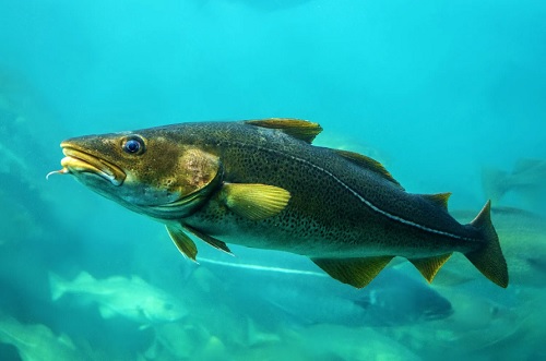 Cod Fish In Telugu 2022 : కాడ్ చేప గురించి Super టిప్స్