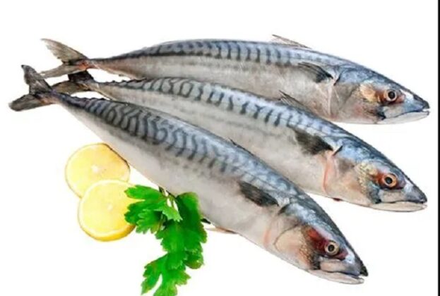 mackerel fish in telugu